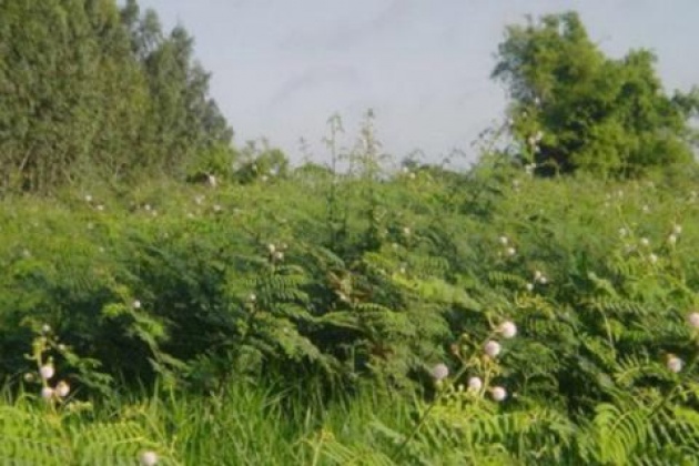 The identification of 14 alien invasive plant species in Phong Nha – Ke ...